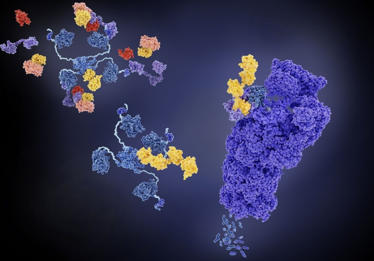 El papel de las enzimas detoxificantes en cáncer de vejiga - Lorgen