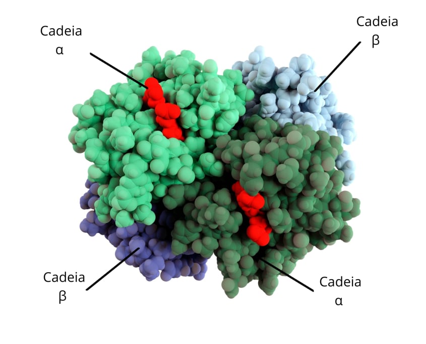 ¿CÓMO SABER SI TENGO TALASEMIA? - Lorgen