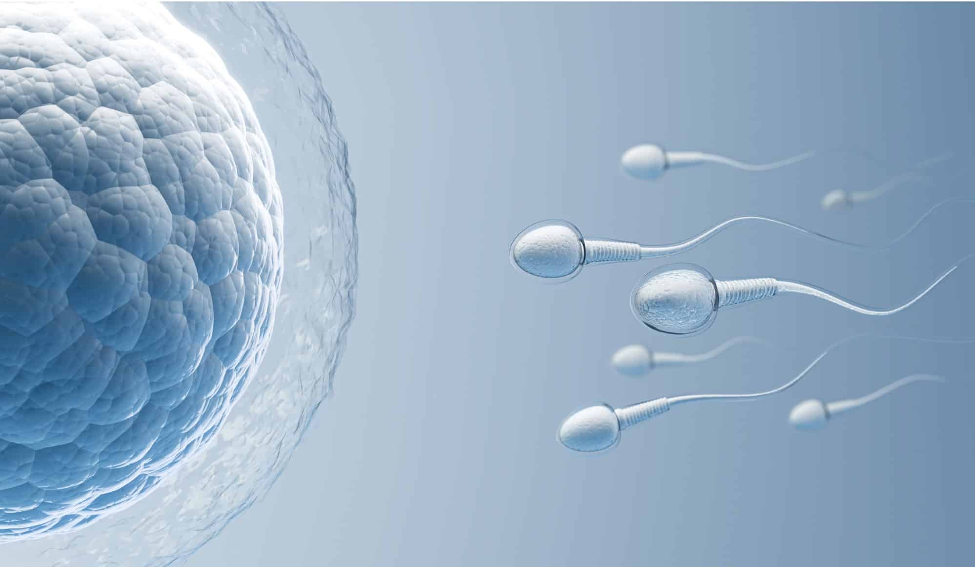 El papel de los genes en la fertilidad - Lorgen