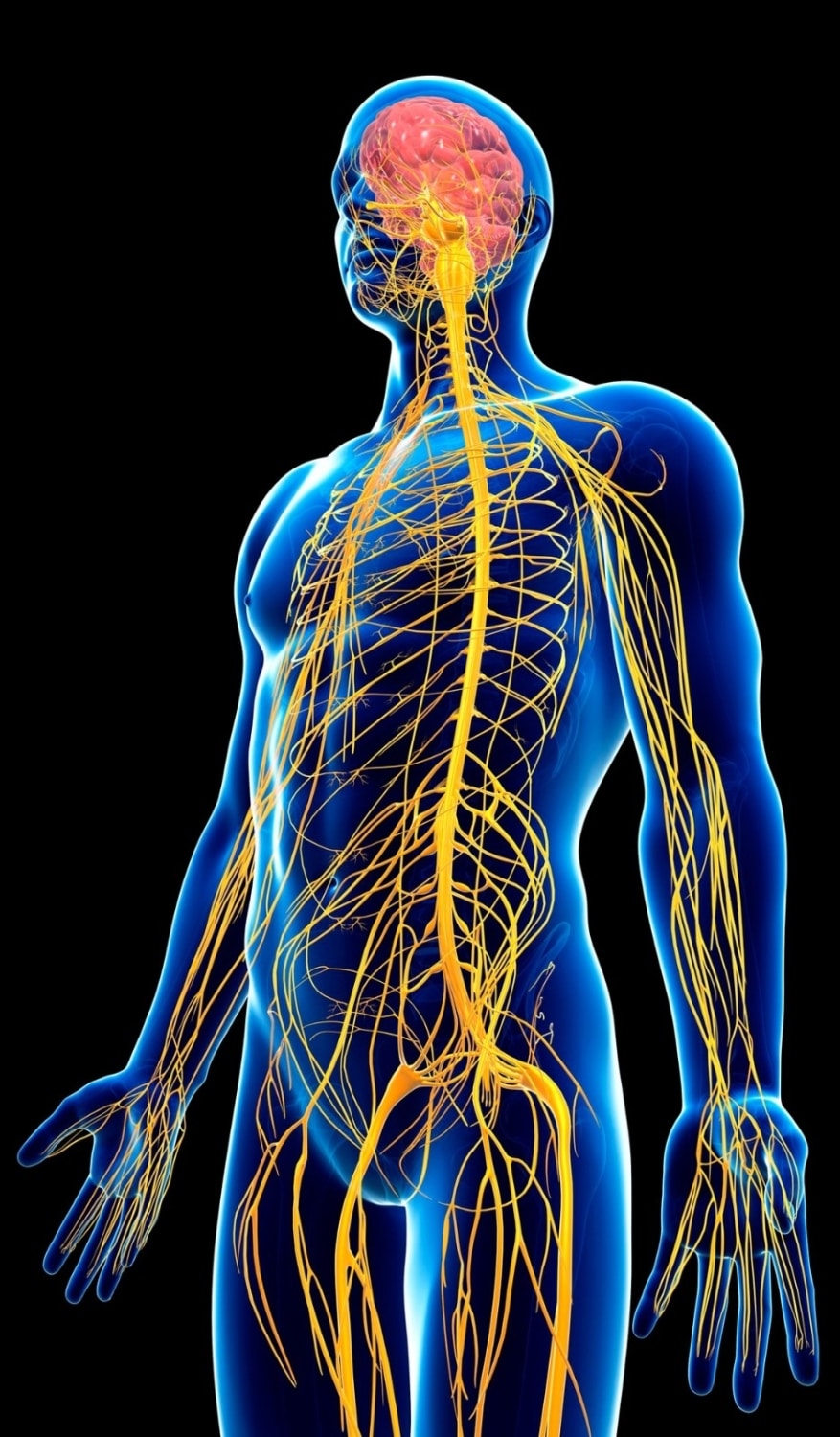 TRASTORNOS DEL METABOLISMO DE LA CREATINA - Lorgen
